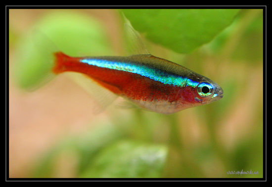 Konkurs na najpiękniejsze zdjęcie rybki akwariowej. Weźmiesz udział ...