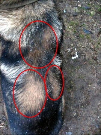 Czym spowodowane jest miejscowe wypadanie sierści u psa ? [foto ...