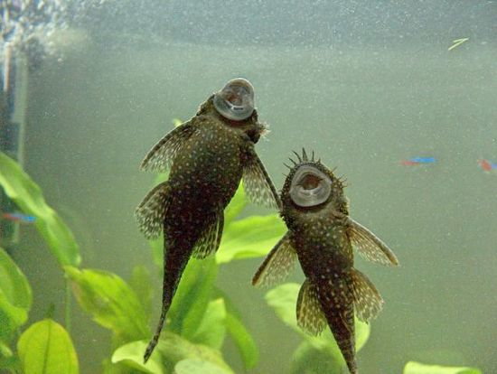 Ile kosztują ryby: neonki innesa, glonojady, gupiki, mieczyki ...