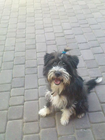 Czesanie psa - Zapytaj.onet.pl