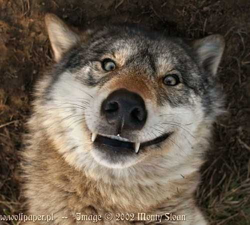 Konkurs na najśmieszniejsze zdjęcię wilka,psa lub konia. - Zapytaj.onet ...