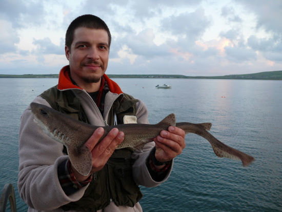 Czy na morzu bałtyckim są rekiny ? - Zapytaj.onet.pl