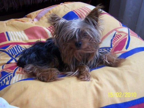 Podajcie zdjęcie dorosłego psa rasy YORKSHIRE TERRIER miniaturka ...