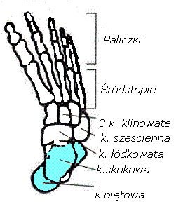 Stopa końsko-szpotawa - Zapytaj.onet.pl