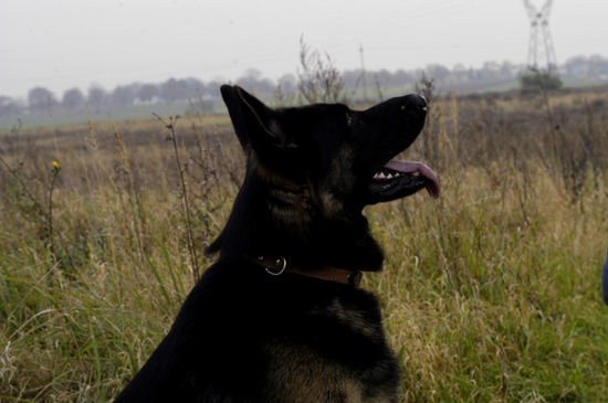 Jakie go masz psa!? - Zapytaj.onet.pl