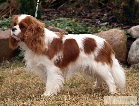 Podobają ci się psy rasy : cavalier king charles spaniel ? - Zapytaj ...