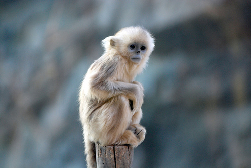 Konkurs na najładniejsze zdjęcie małpki ! - Zapytaj.onet.pl