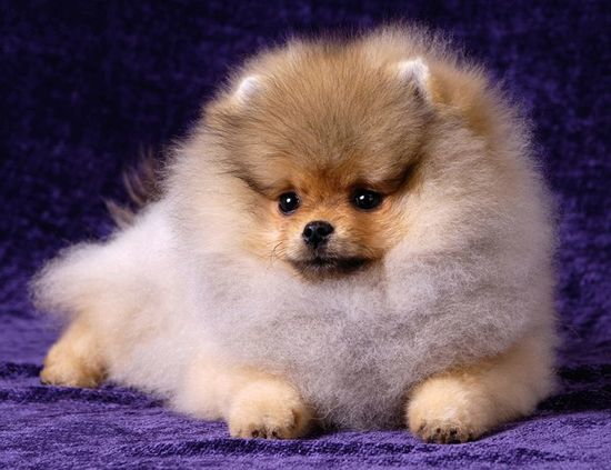 Jaka to rasa psa ? - Zapytaj.onet.pl