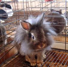 Królik miniaturka lew? - Zapytaj.onet.pl