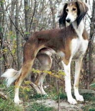 Chart arabski saluki czy chart arabski sloughi? - Zapytaj.onet.pl