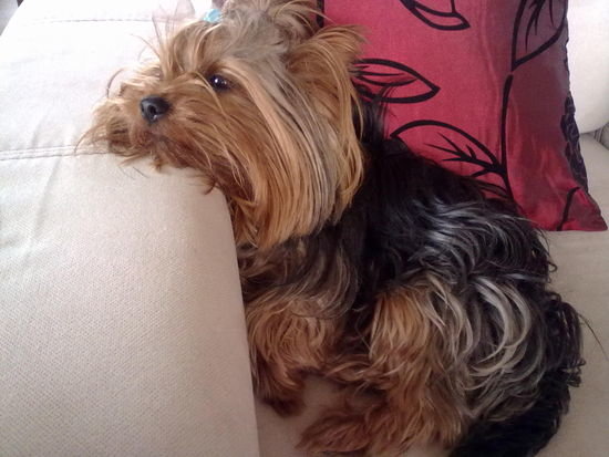 Podajcie zdjęcie dorosłego psa rasy YORKSHIRE TERRIER miniaturka ...