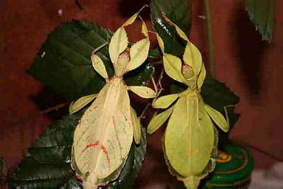 Czy liściaki owady domowe coś piją ? - Zapytaj.onet.pl