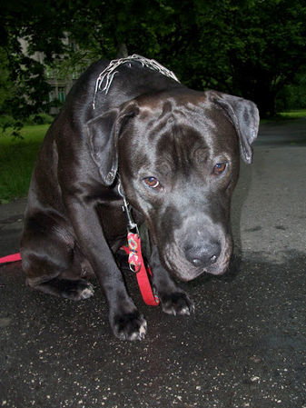 Jak wygląda mieszaniec pitbulla i labradora ? - Zapytaj.onet.pl