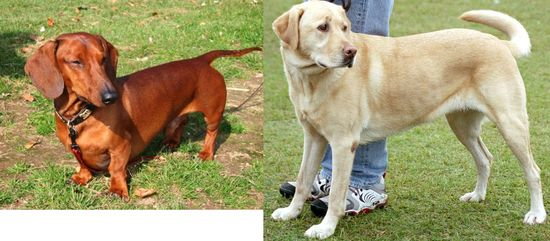 Czy mieszaniec 2 rasowych psów (Jamnika i Labradora) będzie duży? Jak ...