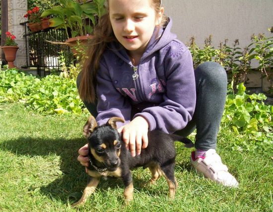 Konkurs na najładniejszego psa. - Zapytaj.onet.pl