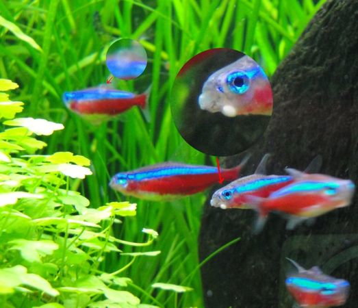 Mam małe neonki w akwarium i na całum ciele mają jakby białe wypukłe ...