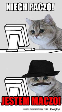 Czy denerwują cię memy z kotem CO JA PACZE ? - Zapytaj.onet.pl