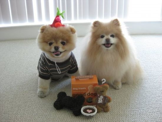 Lie kosztuje pies o rase boo i jest duży czy mały - Zapytaj.onet.pl