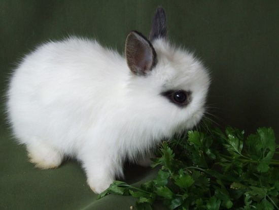 Jak wygląda królik miniaturka? - Zapytaj.onet.pl