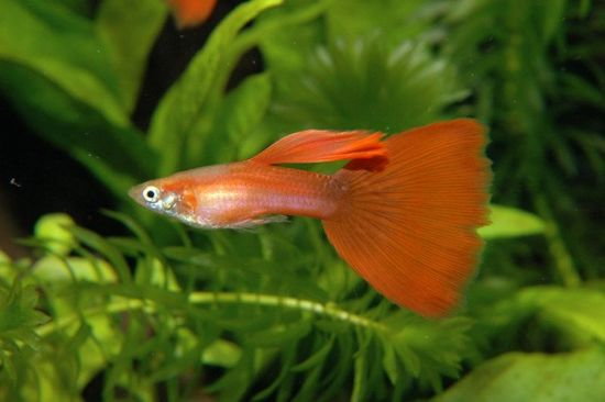 To gupik endlera czy gupik pawie oczko ? - Zapytaj.onet.pl