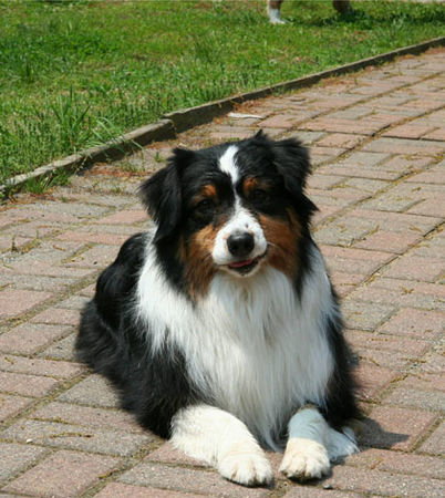 Jak się nazywa ta rasa psa? - Zapytaj.onet.pl