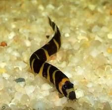 Z jakimi rybami może być piskorek ? - Zapytaj.onet.pl