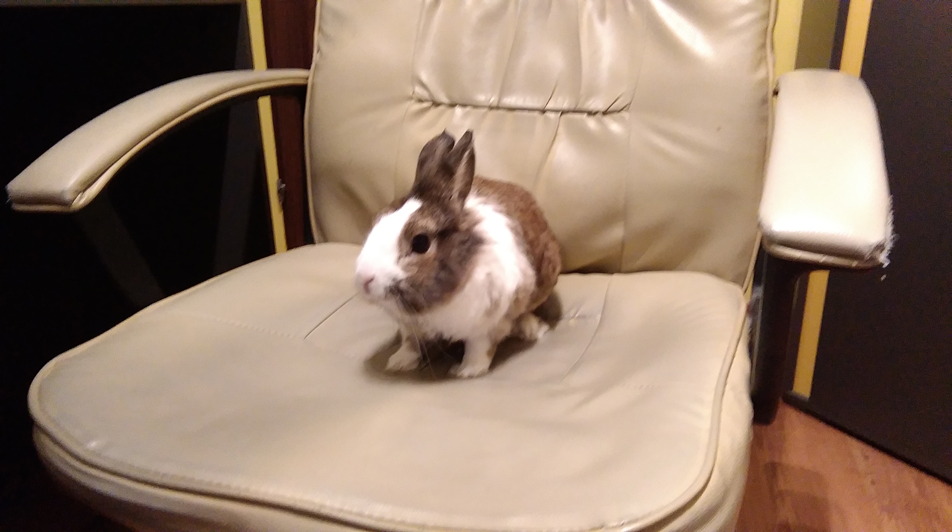 Ile żyje królik rasy lew miniaturka ? - Zapytaj.onet.pl