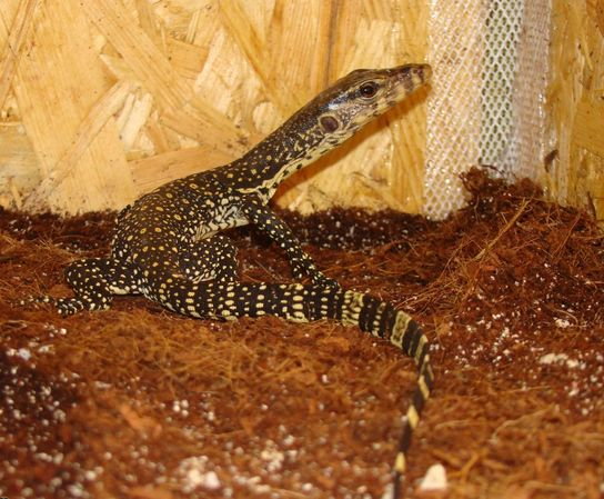 Waran Leśny :) - Zapytaj.onet.pl