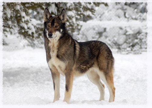 Czy to jest wilk, czy pies? - Zapytaj.onet.pl