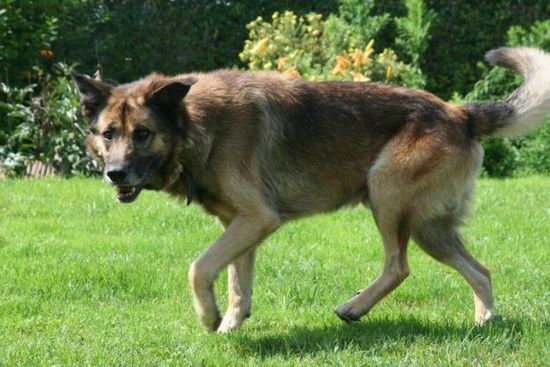 Czym się różni Wilczur od Owczarka N.? - Zapytaj.onet.pl
