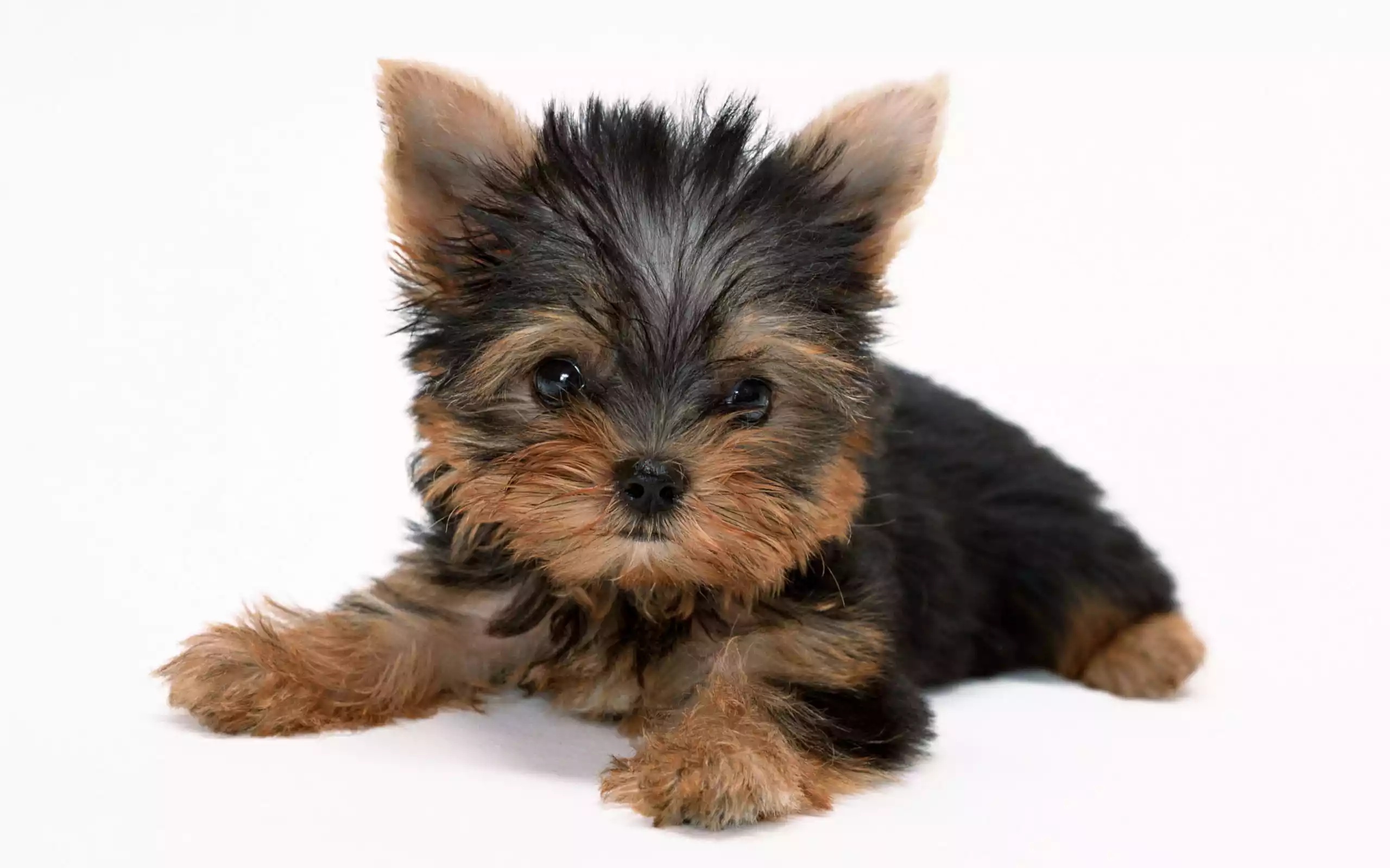 Jak namówić rodziców na psa yorka do bloku ? Proszę o odpowiedź ...