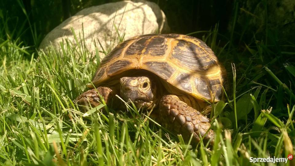 Jaki żółw stepowy? OPIS - Zapytaj.onet.pl