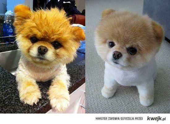 Wiecie może jaka to rasa psa? :) - Zapytaj.onet.pl