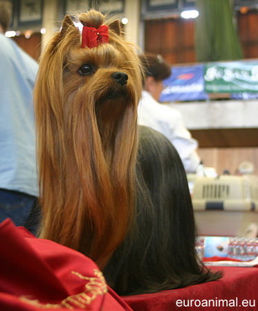 Podajcie zdjęcie dorosłego psa rasy YORKSHIRE TERRIER miniaturka ...