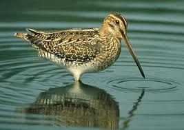 Wiesz, że kszyk to taki ptak i że krzyk czyli: aaaaaaaa! - Zapytaj.onet ...